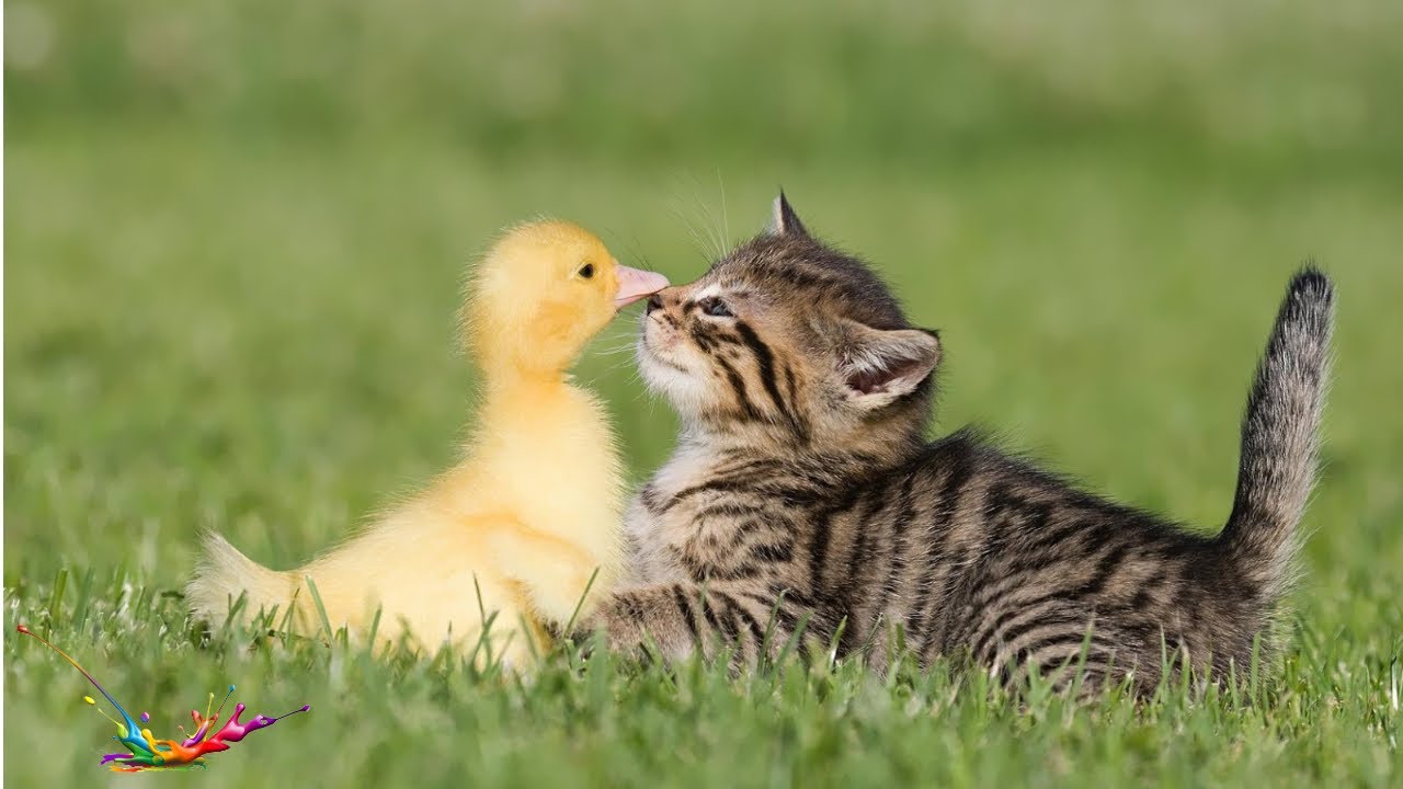 Funny cats | Funny relaxing | Funny Animals | 6 - YouTube