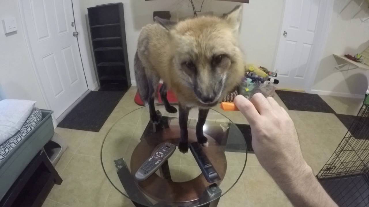 Loki the Red Fox having carrots and a surprise - YouTube