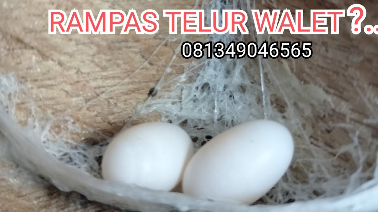 PENGECEKAN USIA TELUR WALET YG AKAN DI RAMPAS.... - YouTube
