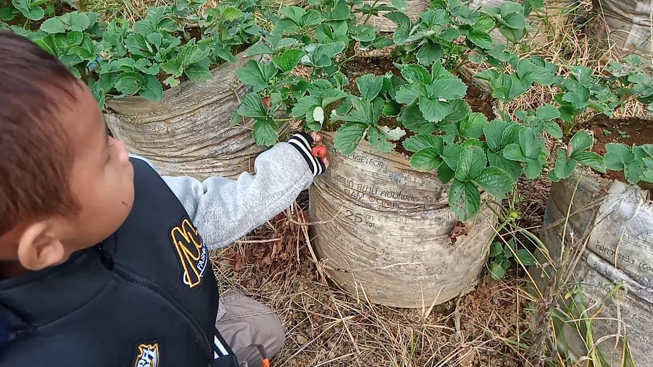 Afif Memanen strawberry - YouTube