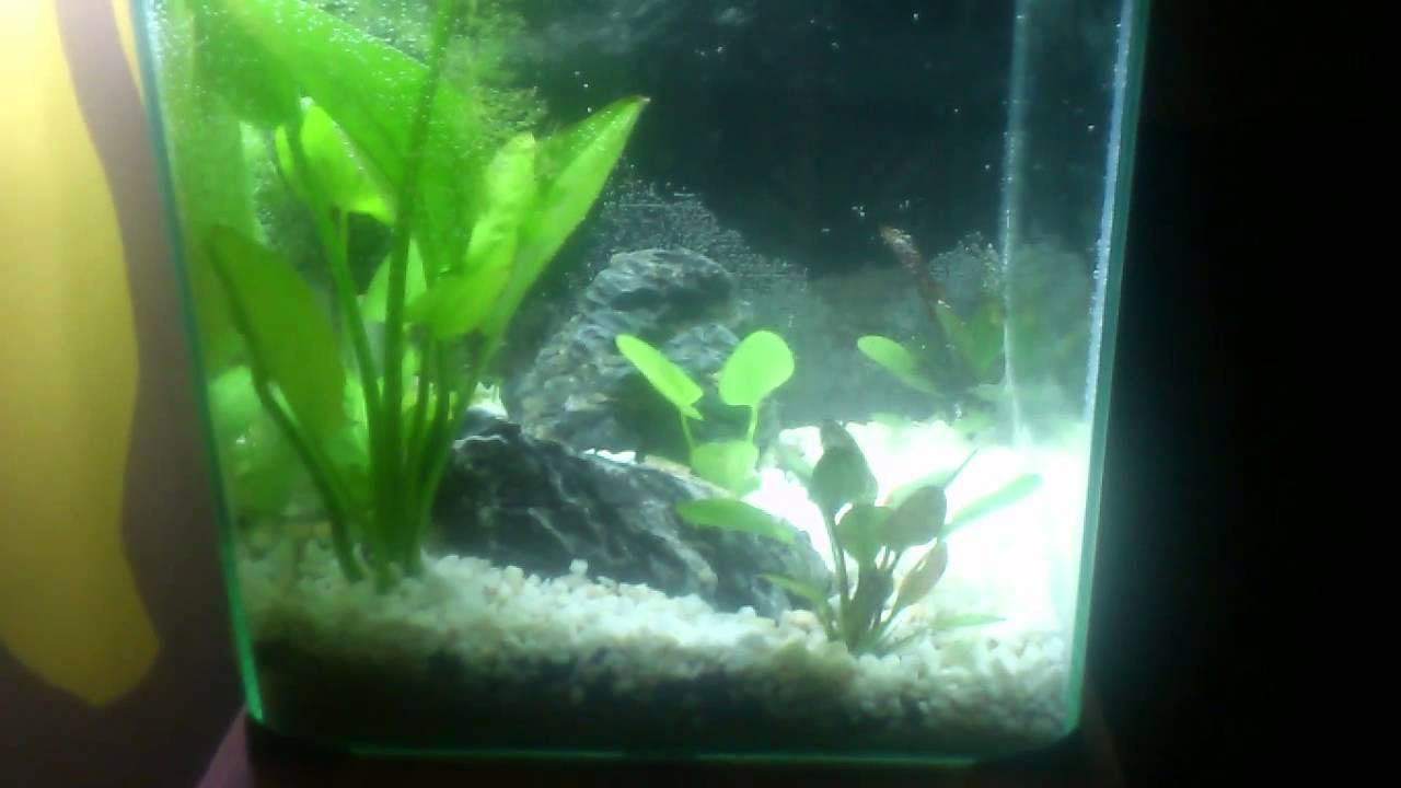 Nano akwarium 30l - 1 dzień - YouTube