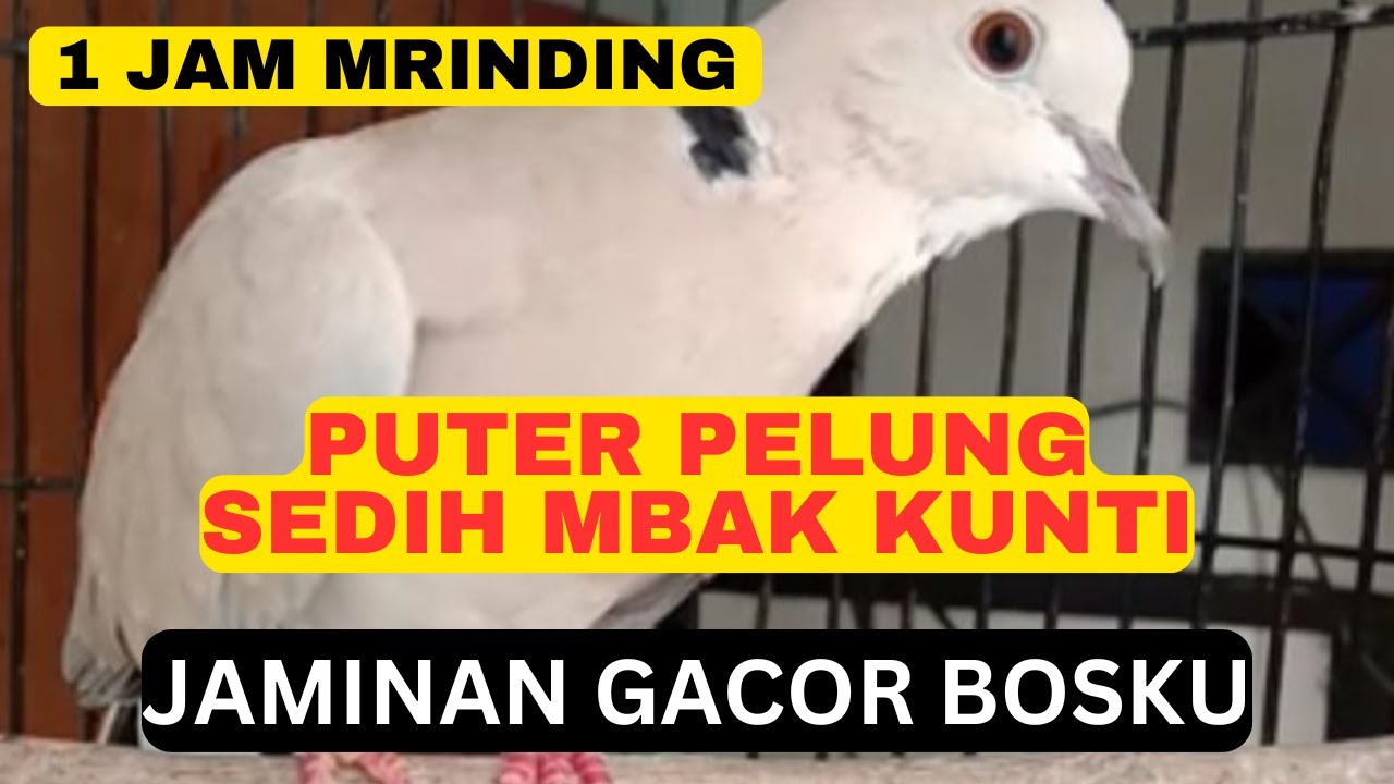 PLAY INI PUTER PELUNG LANGSUNG GACOR - MASTERAN SUARA PUTER PELUNG ...