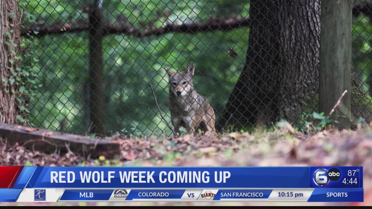 Red Wolf week coming up - YouTube