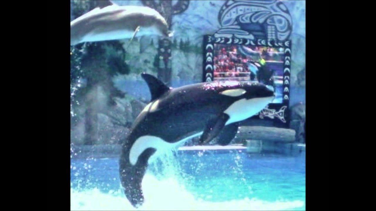 Shouka needs a companion - YouTube