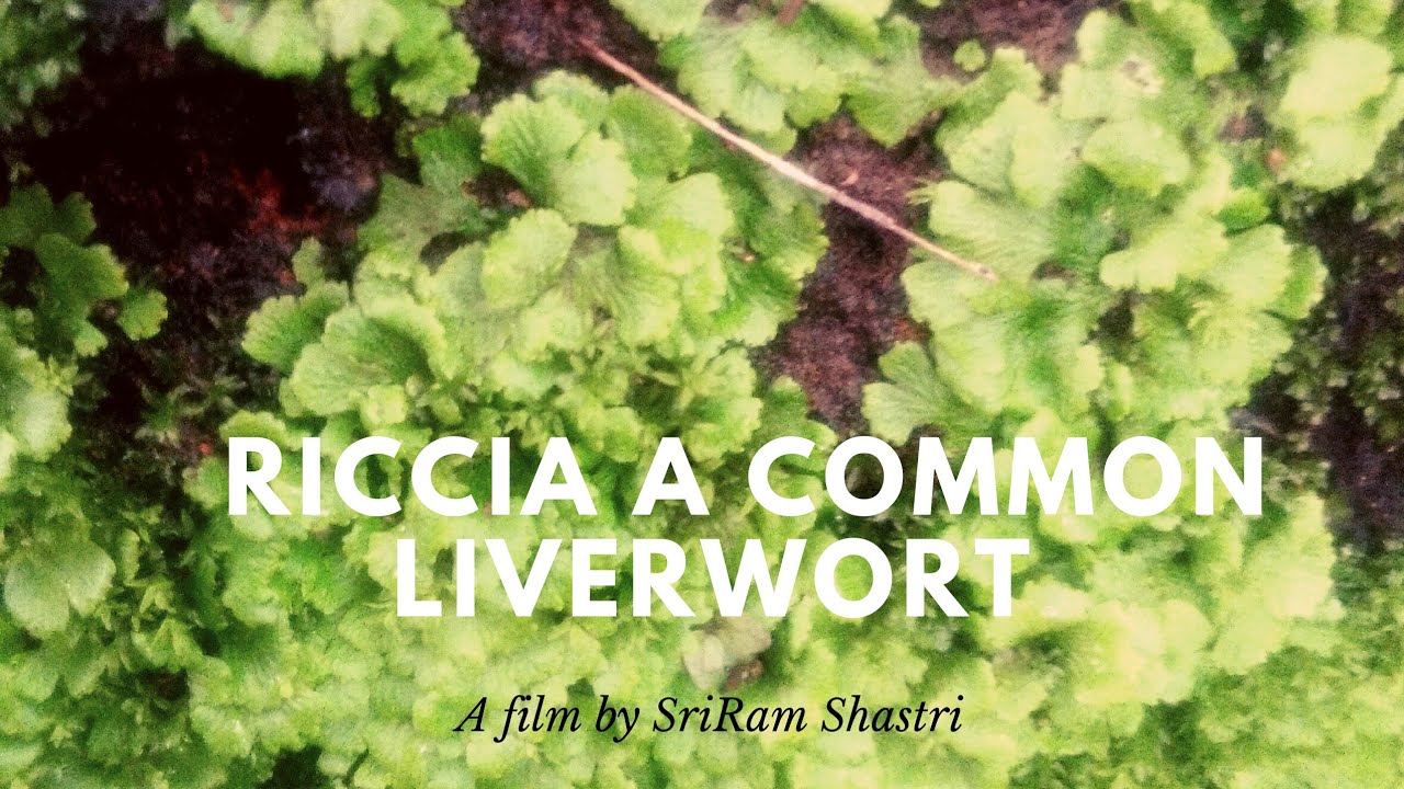 Riccia- Bryophytes (Non-vascular plants) - YouTube