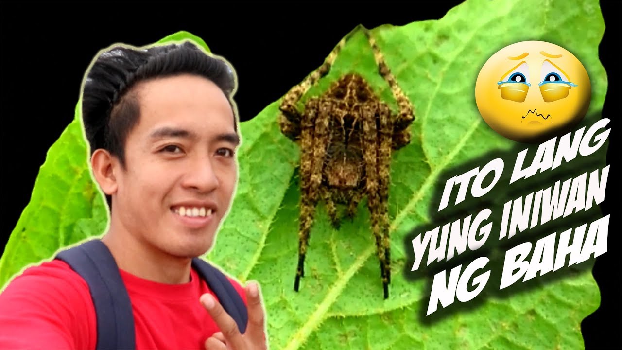 HETO NA MGA GAGAMBA PAGKATAPOS NG BAHA NGAYONG ILIBIN-ILIBIN - YouTube
