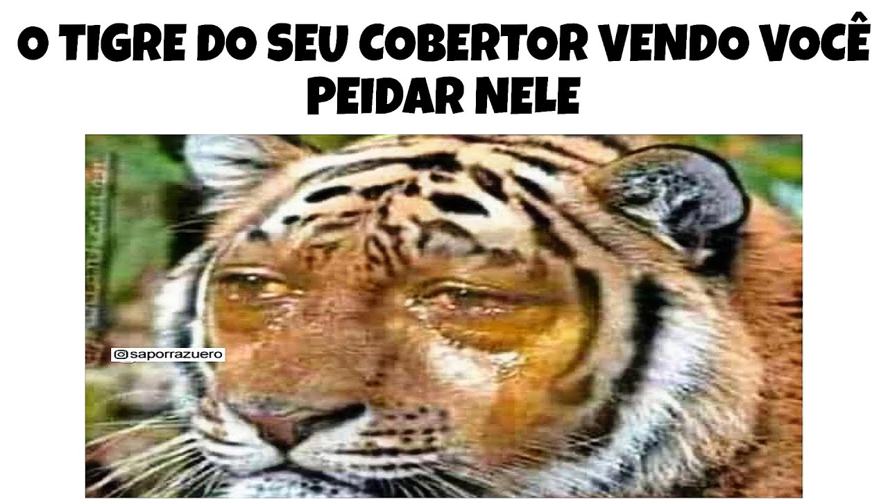 MELHORES MEMES EM IMAGENS - O tigre do seu cobertor kkk - YouTube