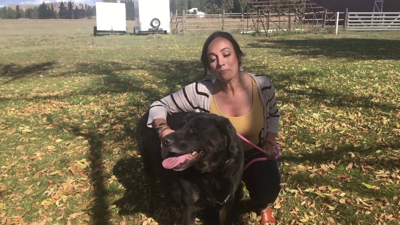 Wet Nose Wednesday Pet: Stout - YouTube
