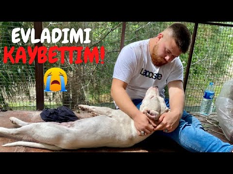 Beni Bırakıp Gittin TYSON! 😢 -  BAŞIMIZ SAĞ OLSUN 😭