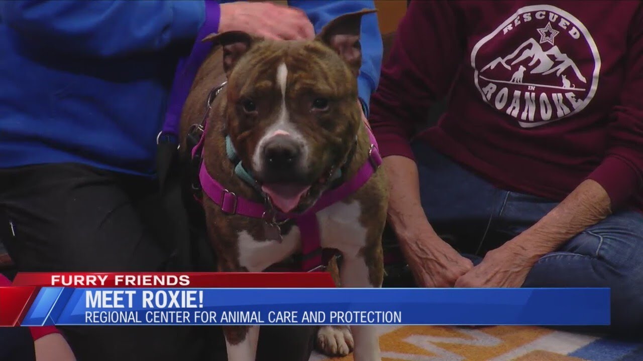 Furry Friends - Meet Roxie - YouTube