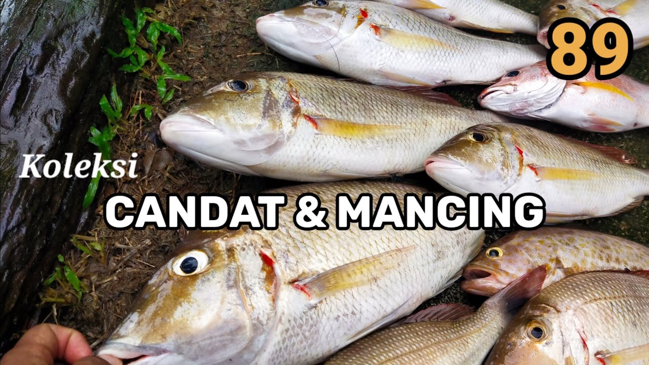 Koleksi Candat Sotong & Mancing Malam - YouTube
