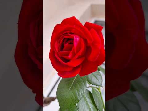 #çiçek #love #aşk #bahçebitkileri #balkonkeyfi  #bitkikoruma #flowers # #çiçeklervebitkilerdünyası