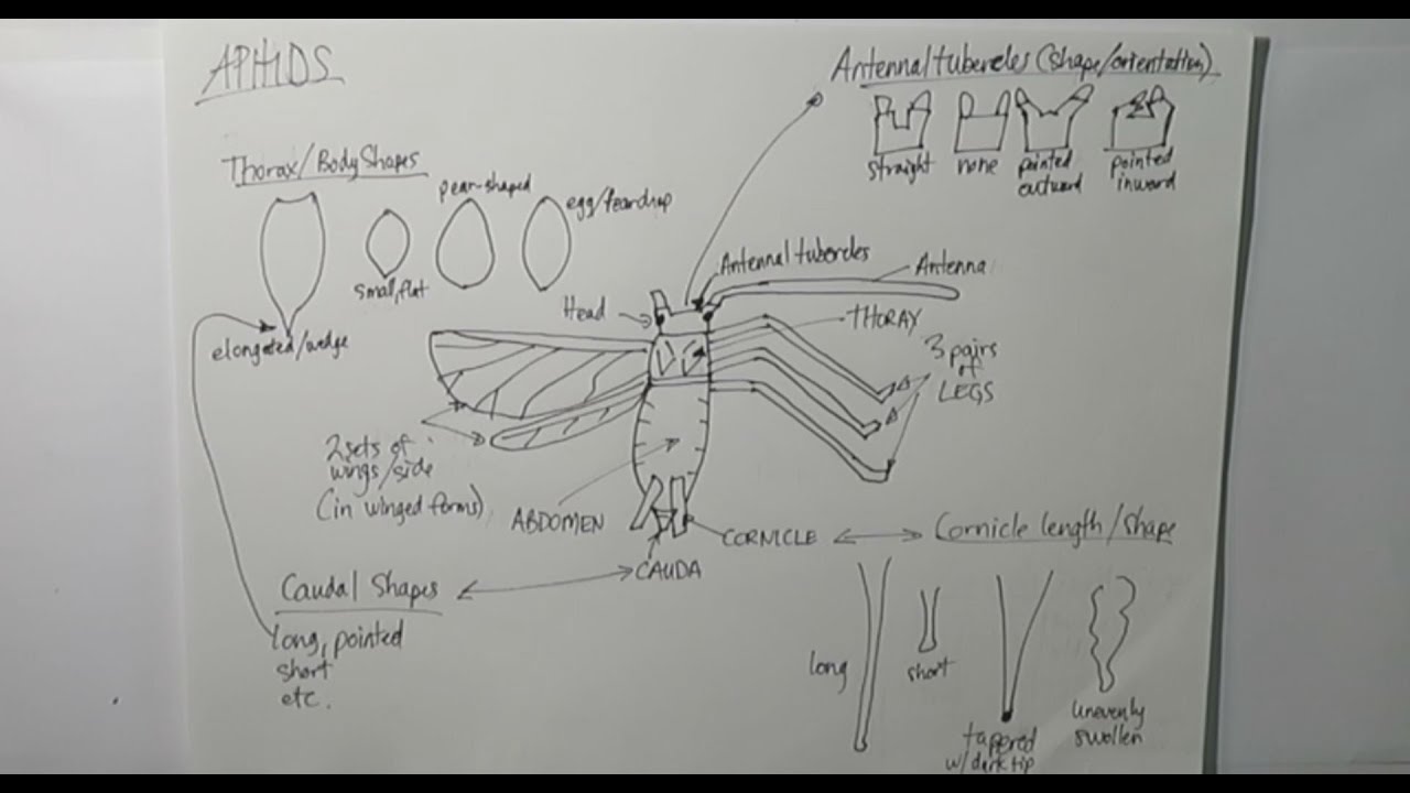 Aphid body parts - YouTube