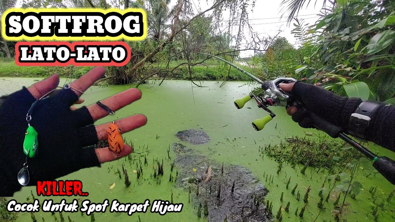 Softfrog LATO-LATO || DOUBLE FROG || Khusus Spot Karpet Hijau‼️ - YouTube