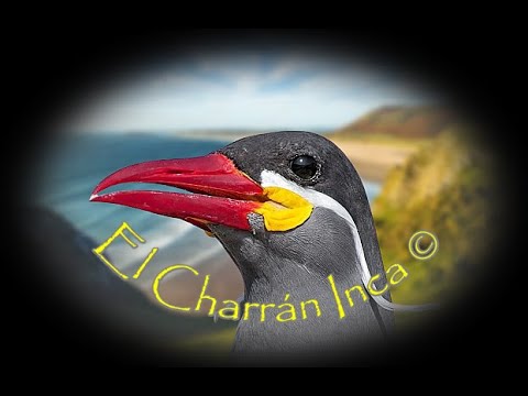 🕊️ Canto del Charrán Inca 🕊️ - YouTube
