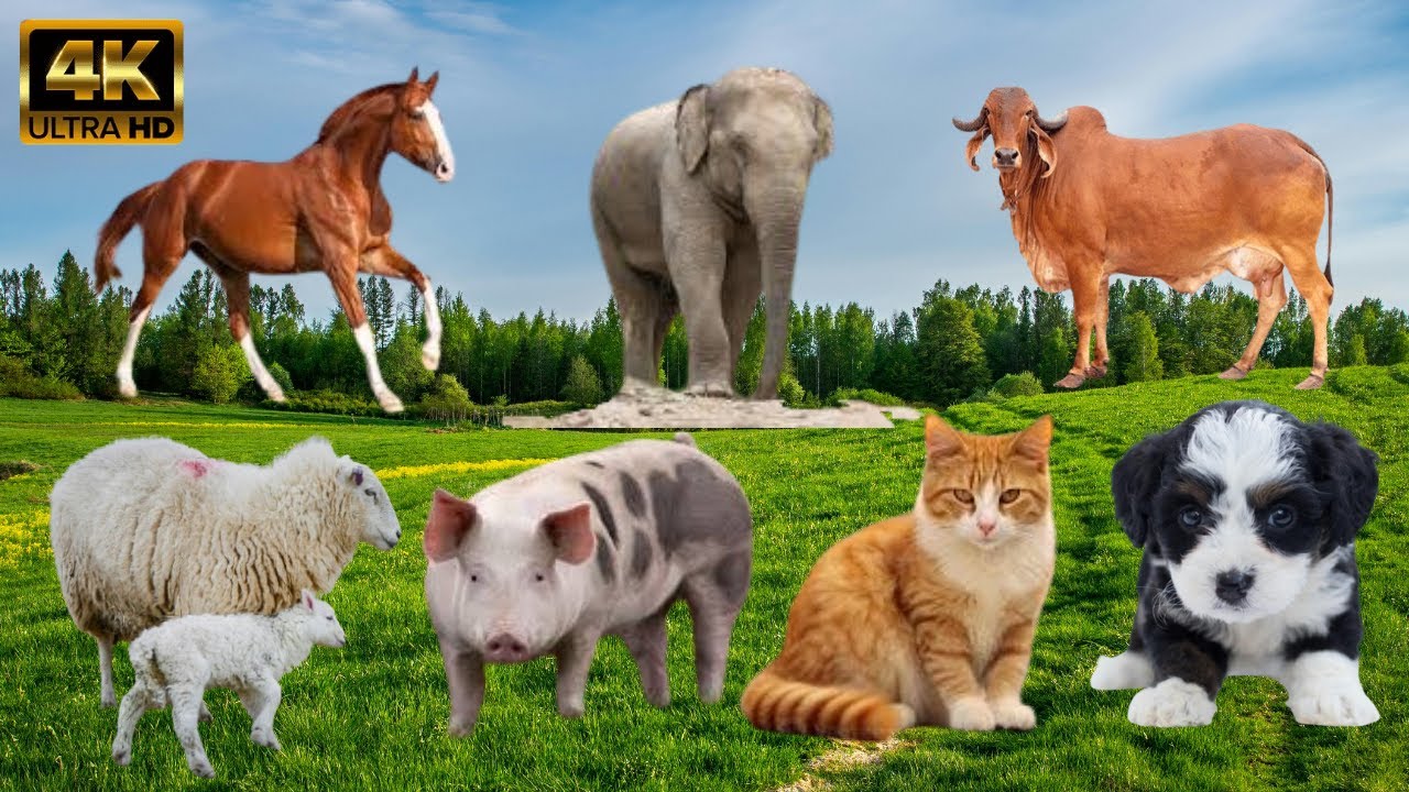 Cute Farm Animal Food Moments 🐮🐔🐶 What Cows, Cats, Dogs, Chickens ...
