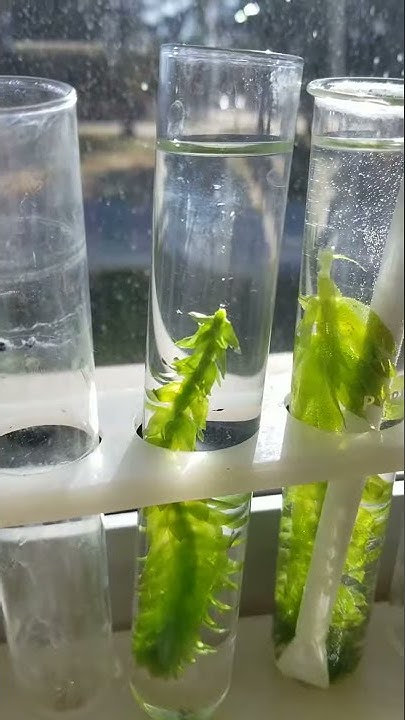 Elodea Lab and Photosynthesis Set example - YouTube