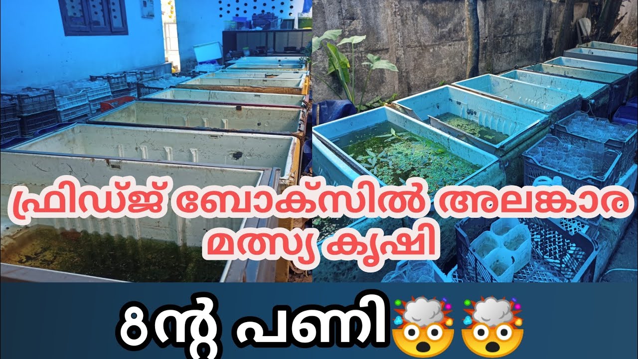 Fridge Box Fish Farming | പണികിട്ടിയ ഒരു അനുഭവം!😢😢|Ep105 - YouTube