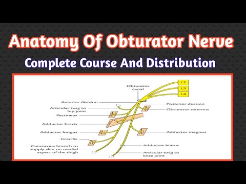 Anatomy Of Obturator Nerve - Course And Distribution - YouTube