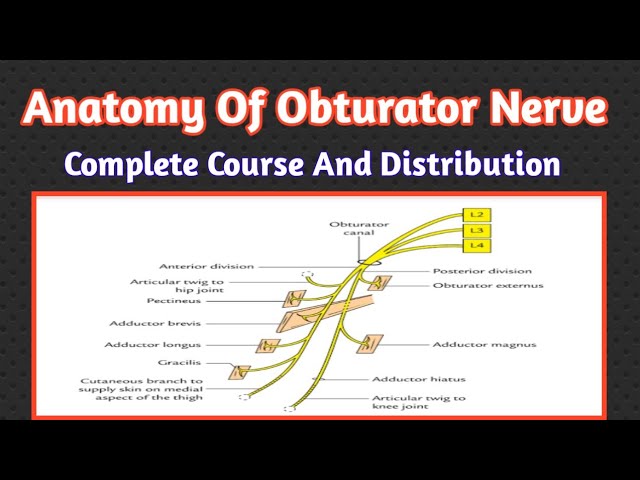 Obturator Nerve Anatomy Tutorial Youtube