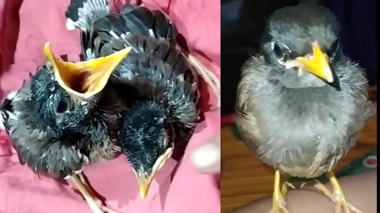 শালিক পাখির বাচ্চা পালন পদ্ধতি | shalik pakhi bacha | salik pakhir bachar khabar | - YouTube