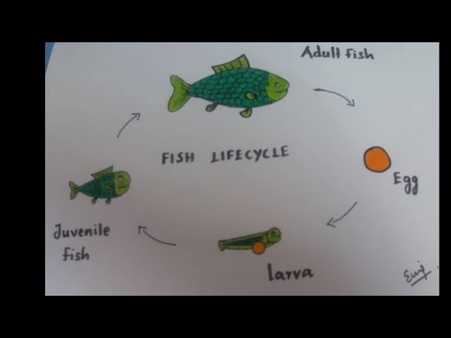 How To Draw Fish Life Cycle Of A School Project Youtube