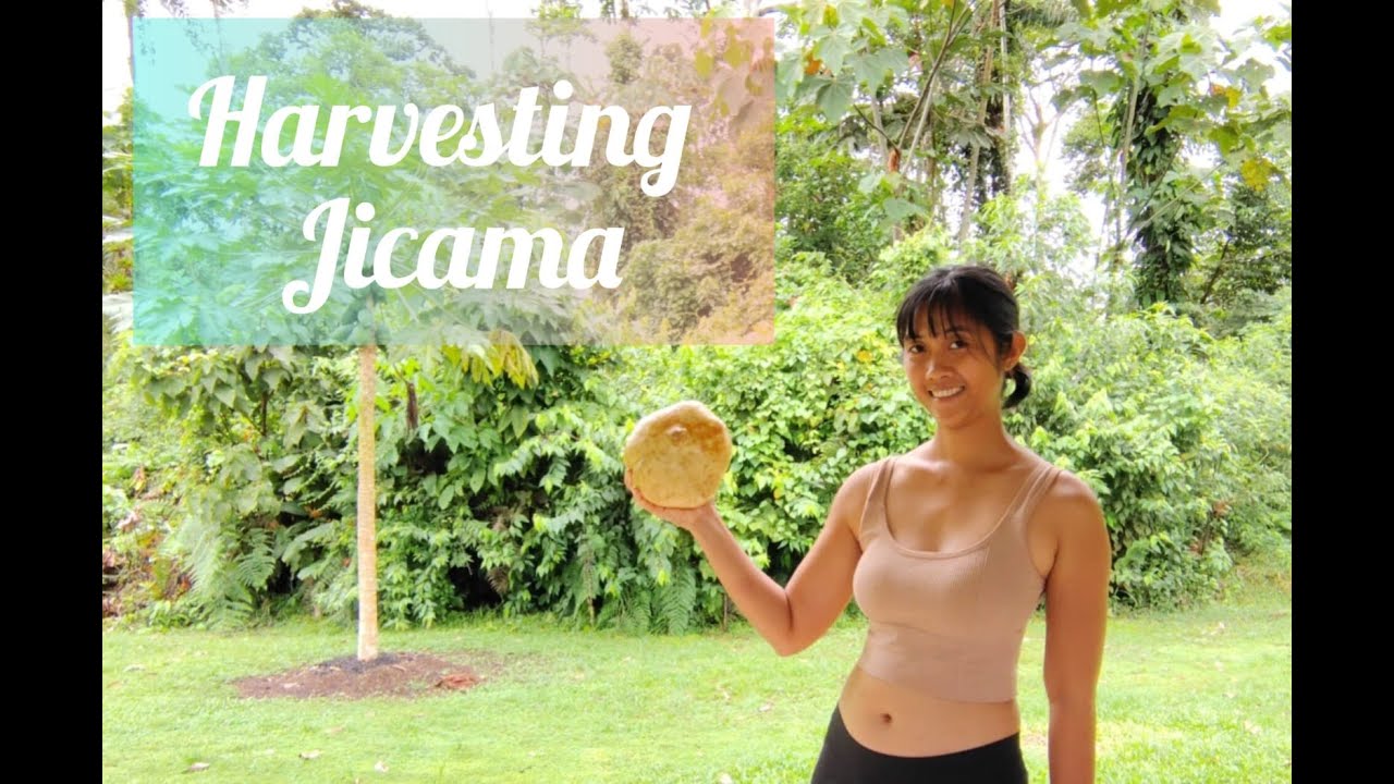 Our first harvest of Jicama/Singkamas (tagalog) - YouTube