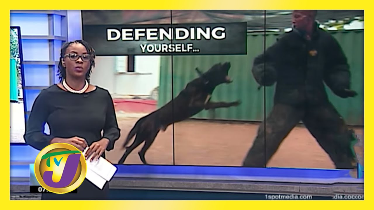 Self-Defense Against Dog Attacks | TVJ News - YouTube