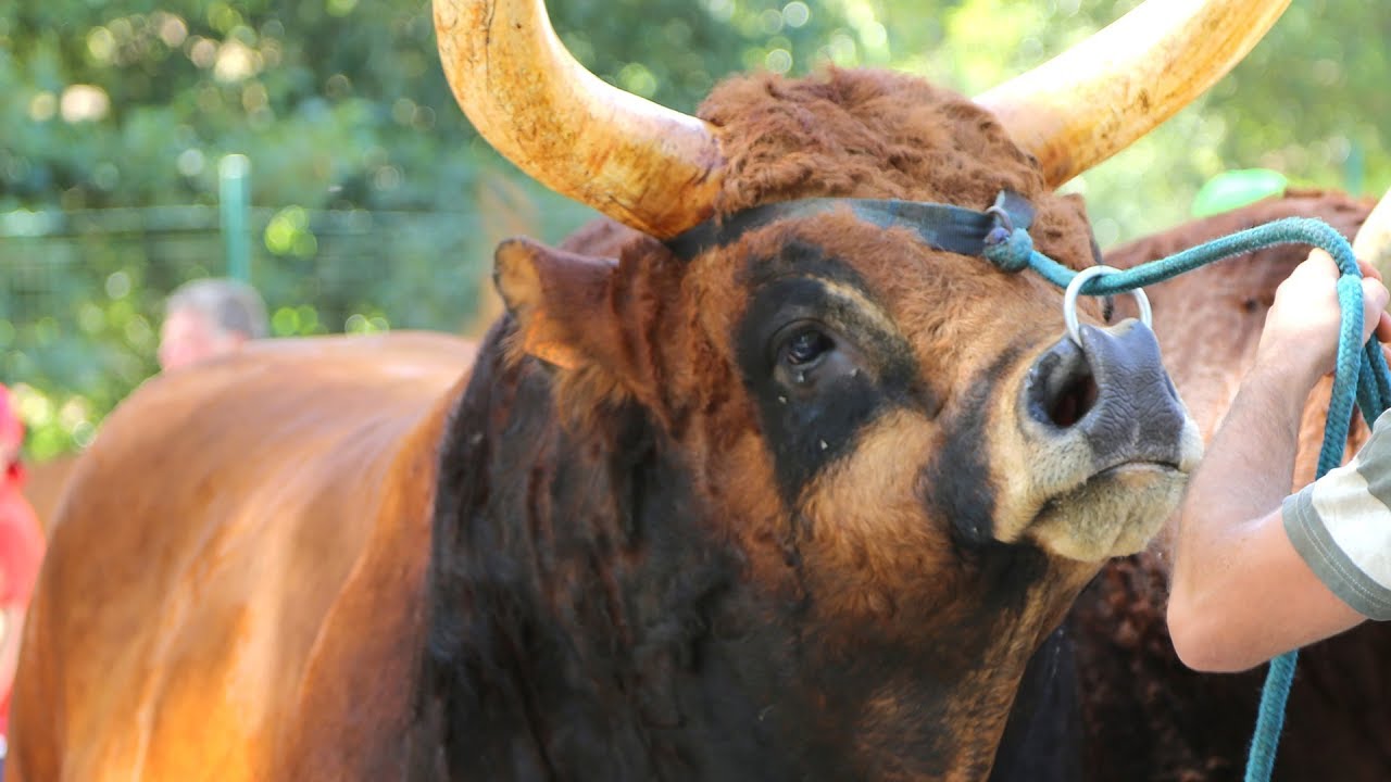 XXIII Concurso Pecuário da Raça Barrosã | 2017 | BOTICAS - YouTube