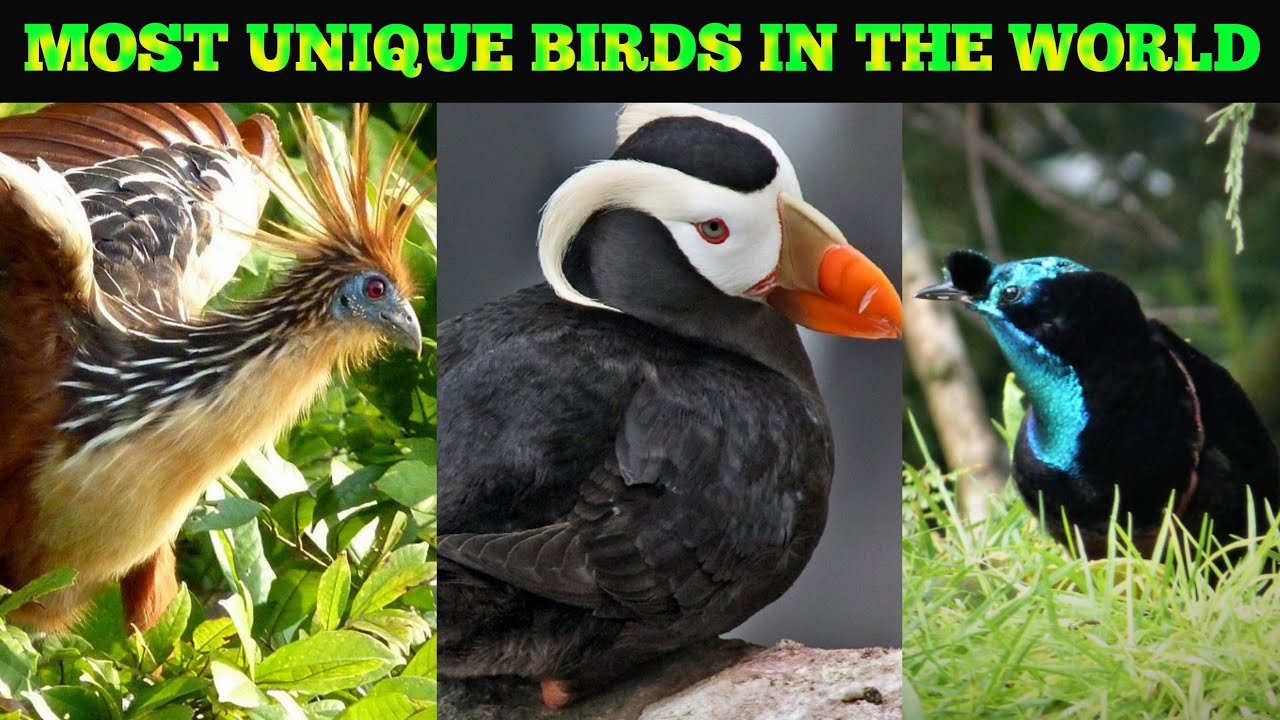 10 Most Unique Birds In The World/Most Unique Birds In The Animal ...