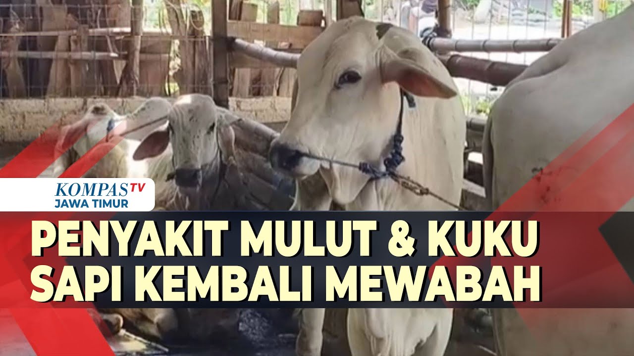 Penyakit Mulut & Kuku Kembali Menjangkit Sapi Sapi di Rembang dan ...