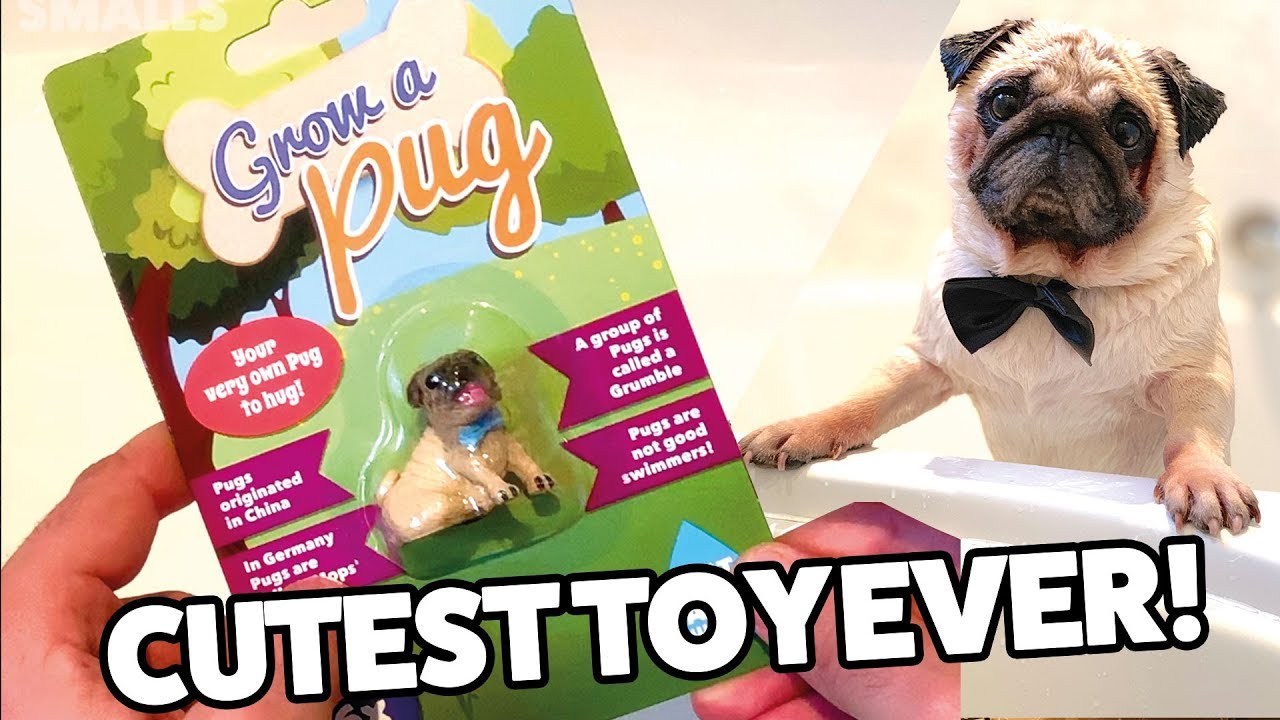 Grow your own Pug - YouTube