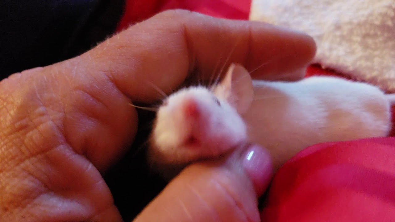 Jaq the Mouse.... Morning Massage - YouTube
