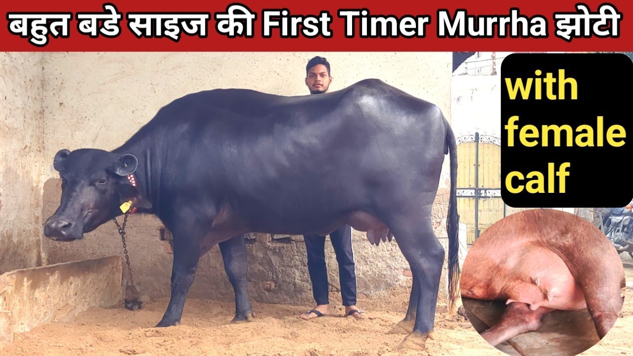 🙏साधारण किसान के घर 20 दूध की झोटी कितने रूपये की बिकी एक और First ...