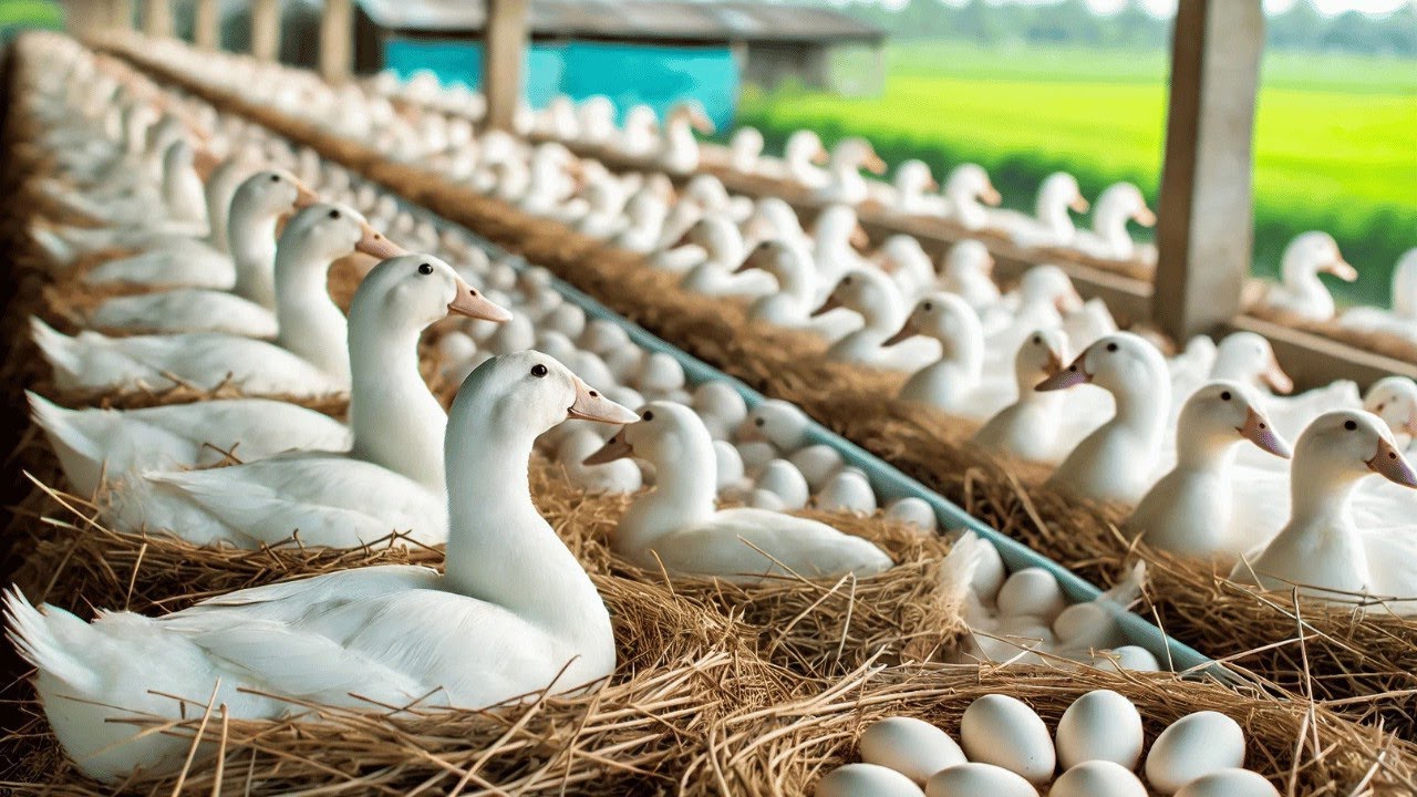 Essential Steps to Raising Organic Ducks: From Ducklings to Egg Harvest ...