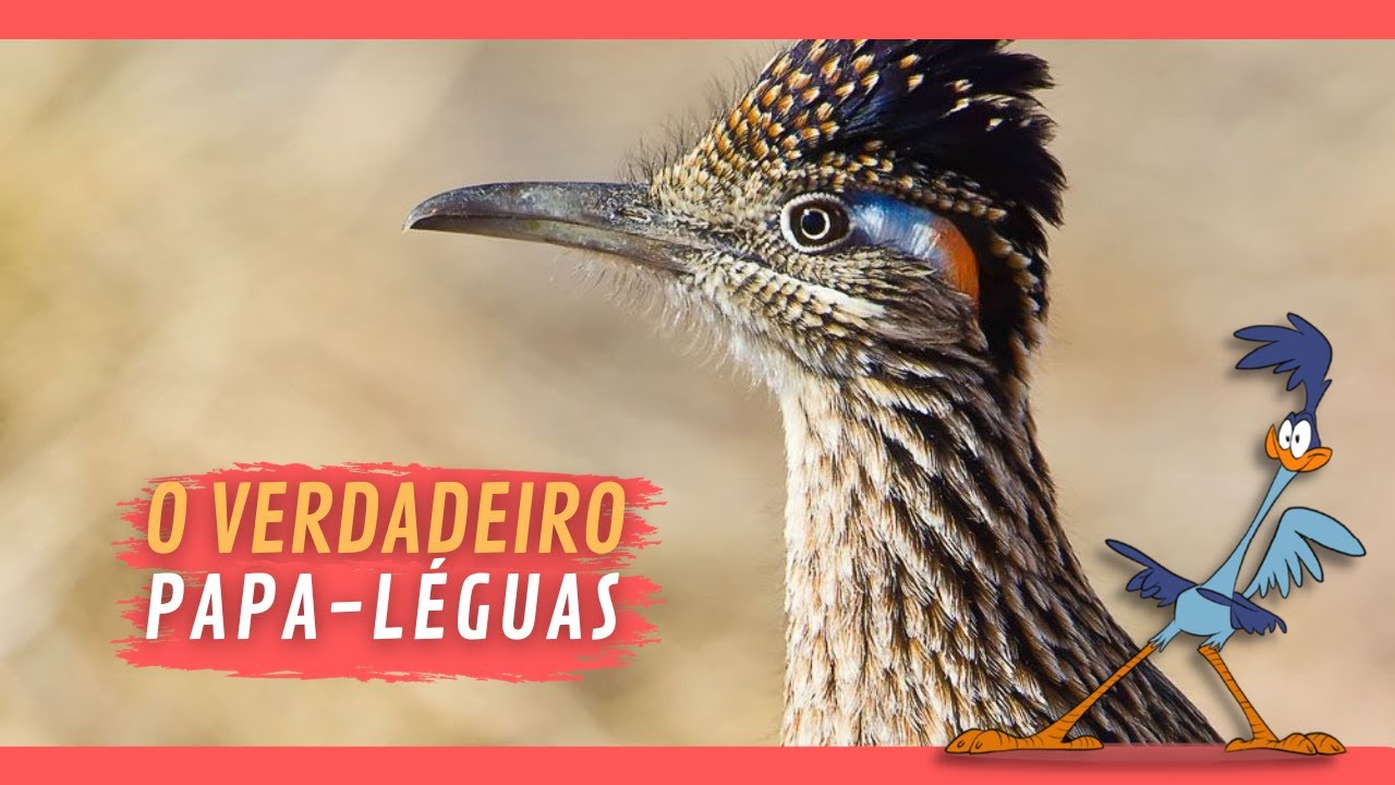 Conheça o verdadeiro papa-léguas! - YouTube