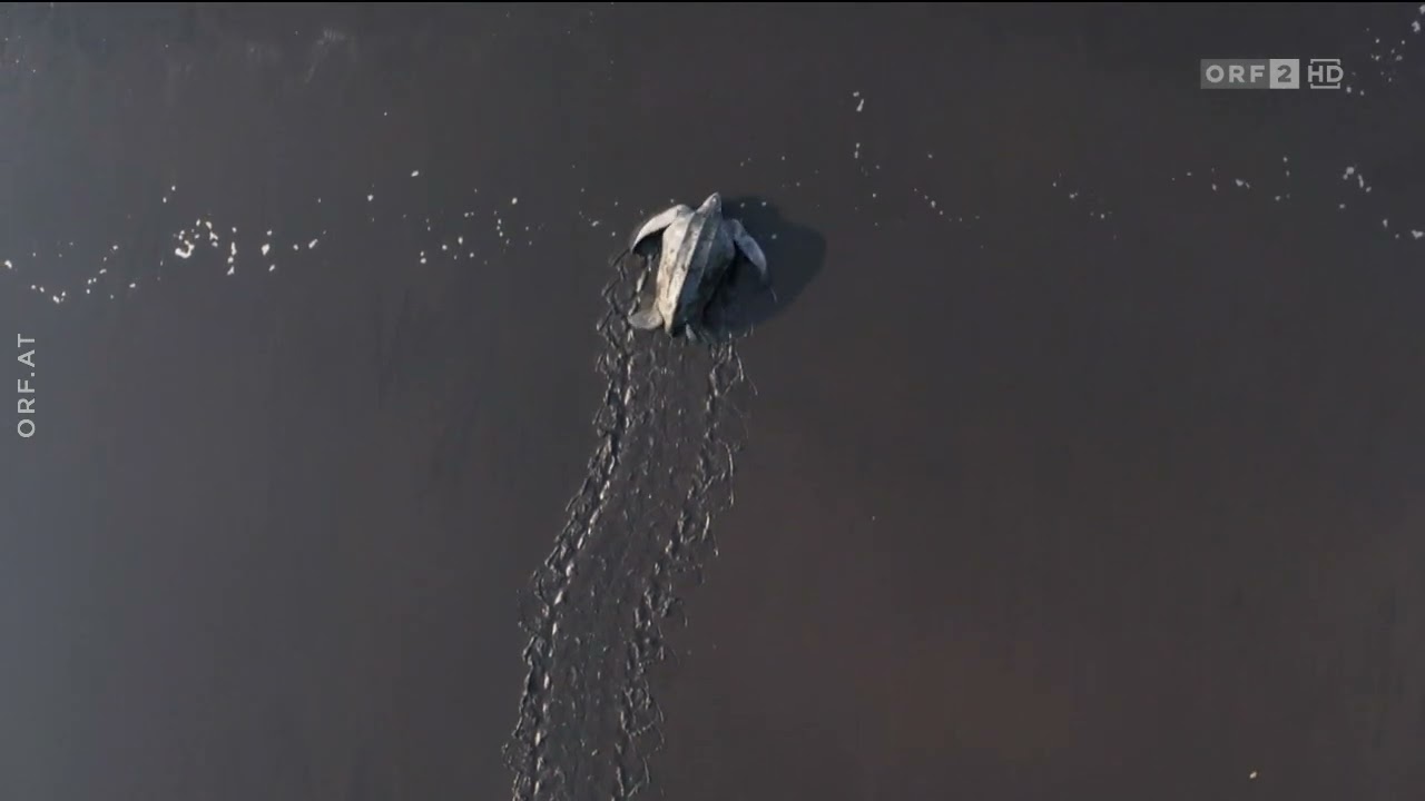 Bioko - Afrikas Insel der Affen - Doku - Deutsch - YouTube