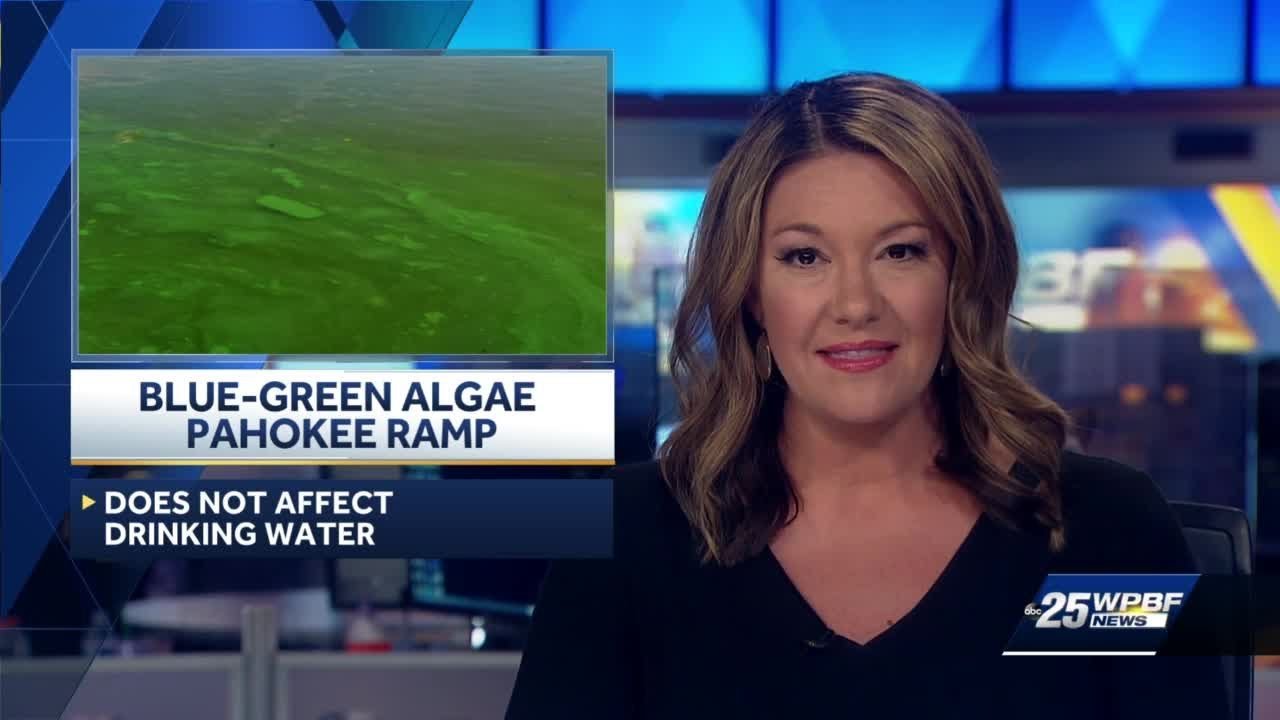 South Florida blue-green algae health alerts - YouTube
