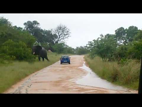 Kruger National Park elephant attack goes viral