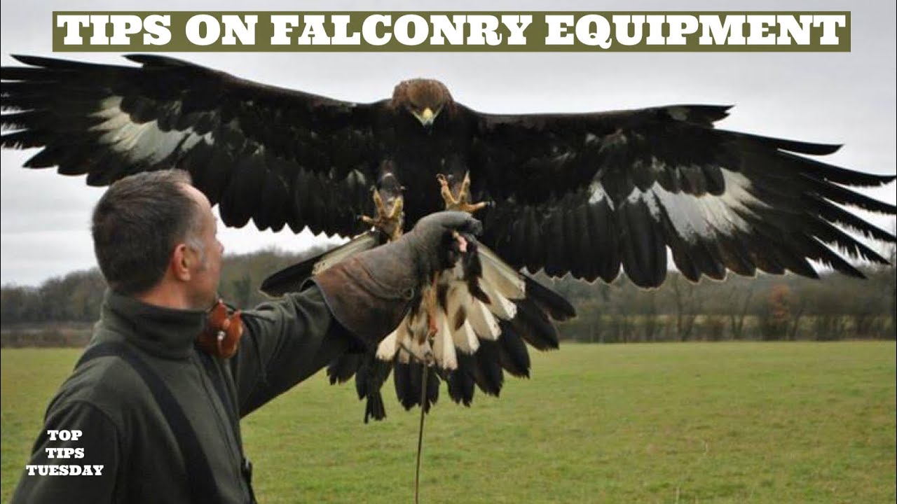 TOP TIPS: Falconry Equipment Tips, HOW TO Falconry, Hooding Your Bird ...