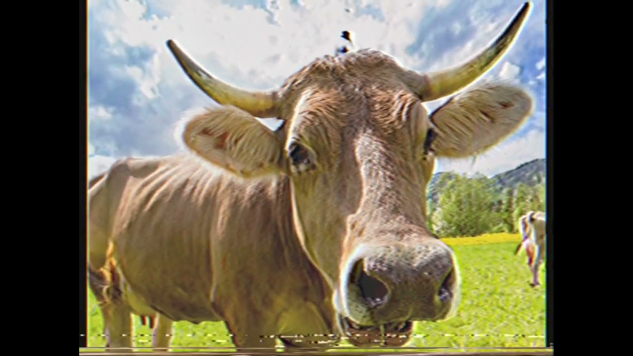 Bull & Puppet - YouTube