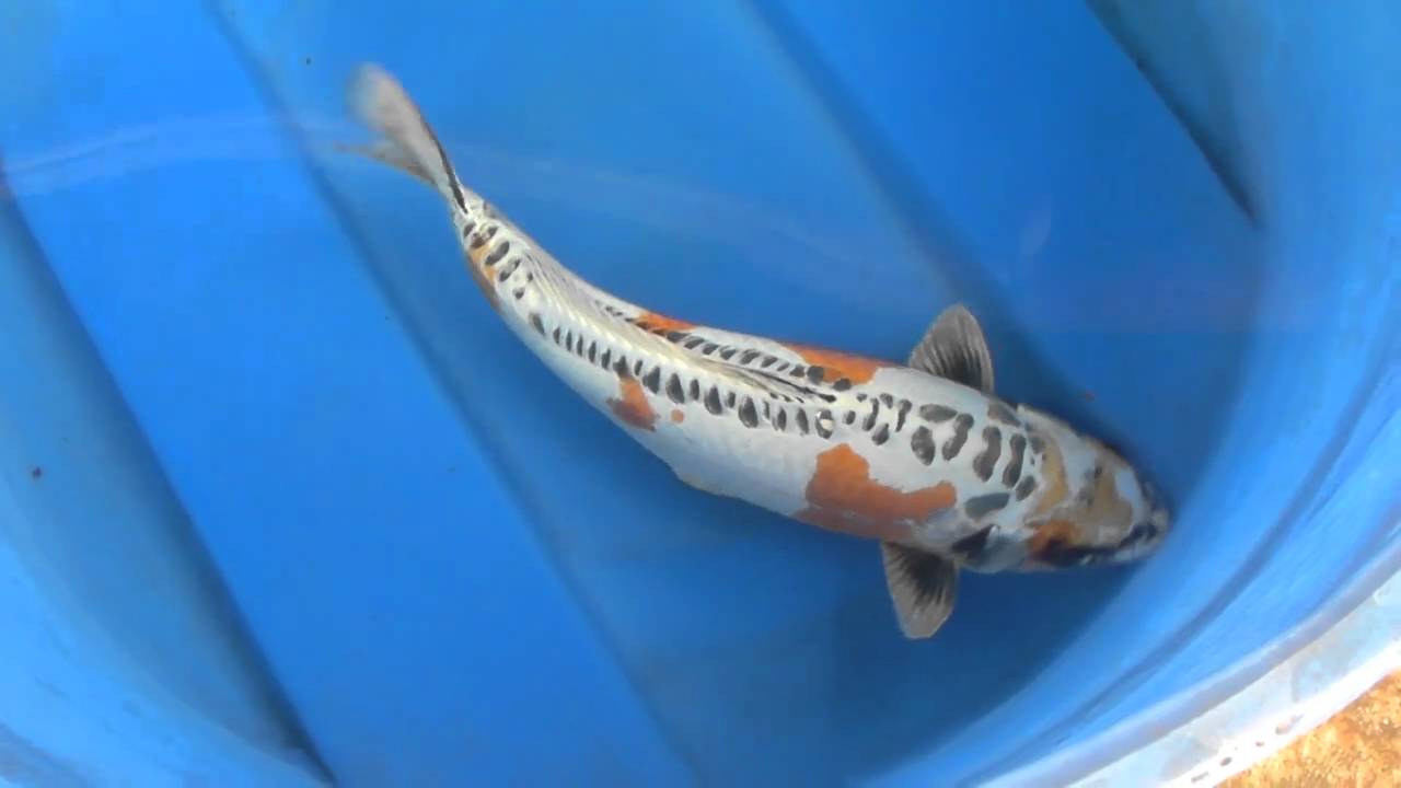 Kin Kikokuryu 50cm M - YouTube