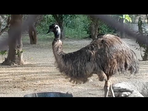 Emu | Emus are the largest bird in Australia...Emu Habitat | Elm Hill ...