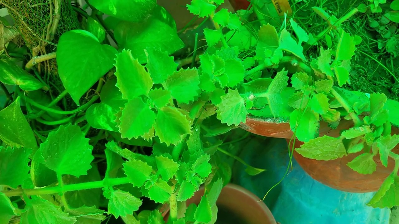 V-69/All about Ajwain leaves plant/ easiest way/ 🍃🍀🍁🍁🌷🌷 - YouTube