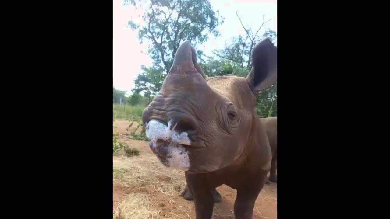 The Heartbreaking Rhino Cry - YouTube