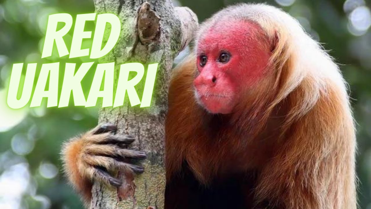 The Vibrant World of Red Uakaris: Discovering the Secrets of Amazon's ...