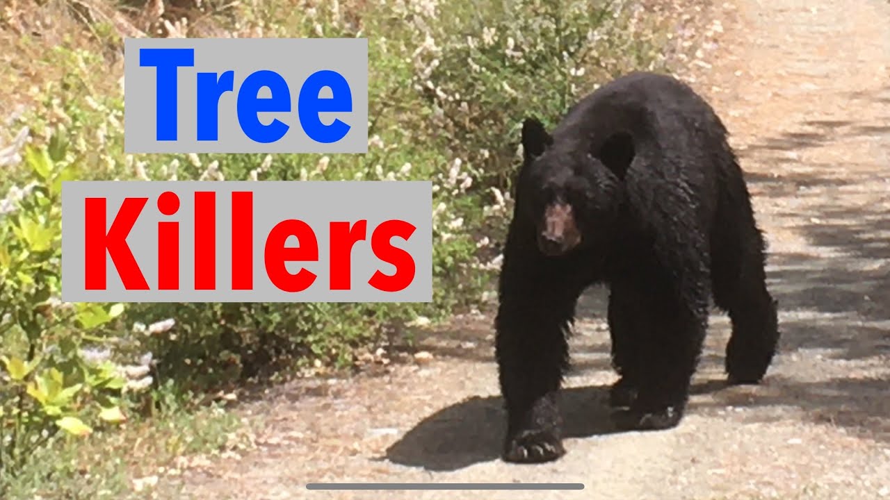 Bears Killing Trees and Entire Forests - a Quickly Escalating Problem ...