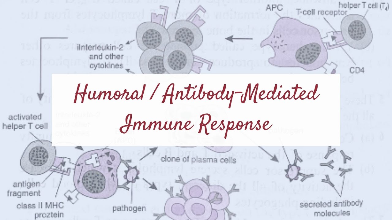 Humoral / Antibody-Mediated Immune Response - Helper T Cells & B Cells ...