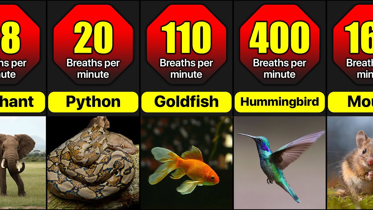 Average Breathing Rate Of Different Animals Per Minute - YouTube