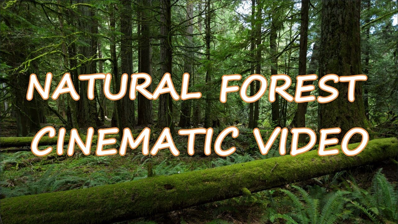 NATURAL FOREST | CINEMATIC VIDEO - YouTube